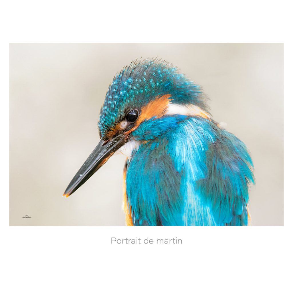 Galerie nature - voir la beauté de la faune qui nous entoure